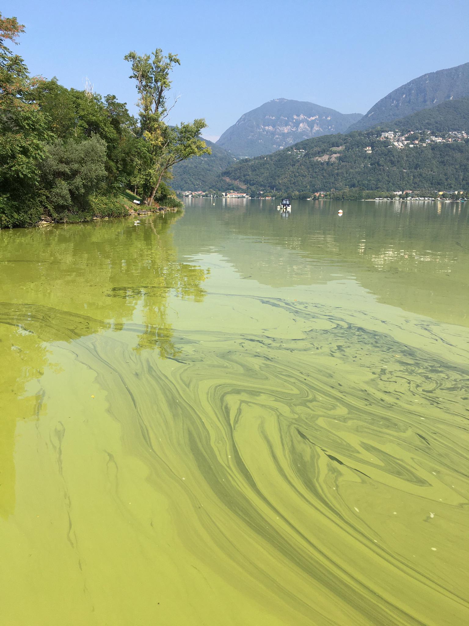 Repubblica e Cantone Ticino - Fioriture algali nel Lago di Lugano