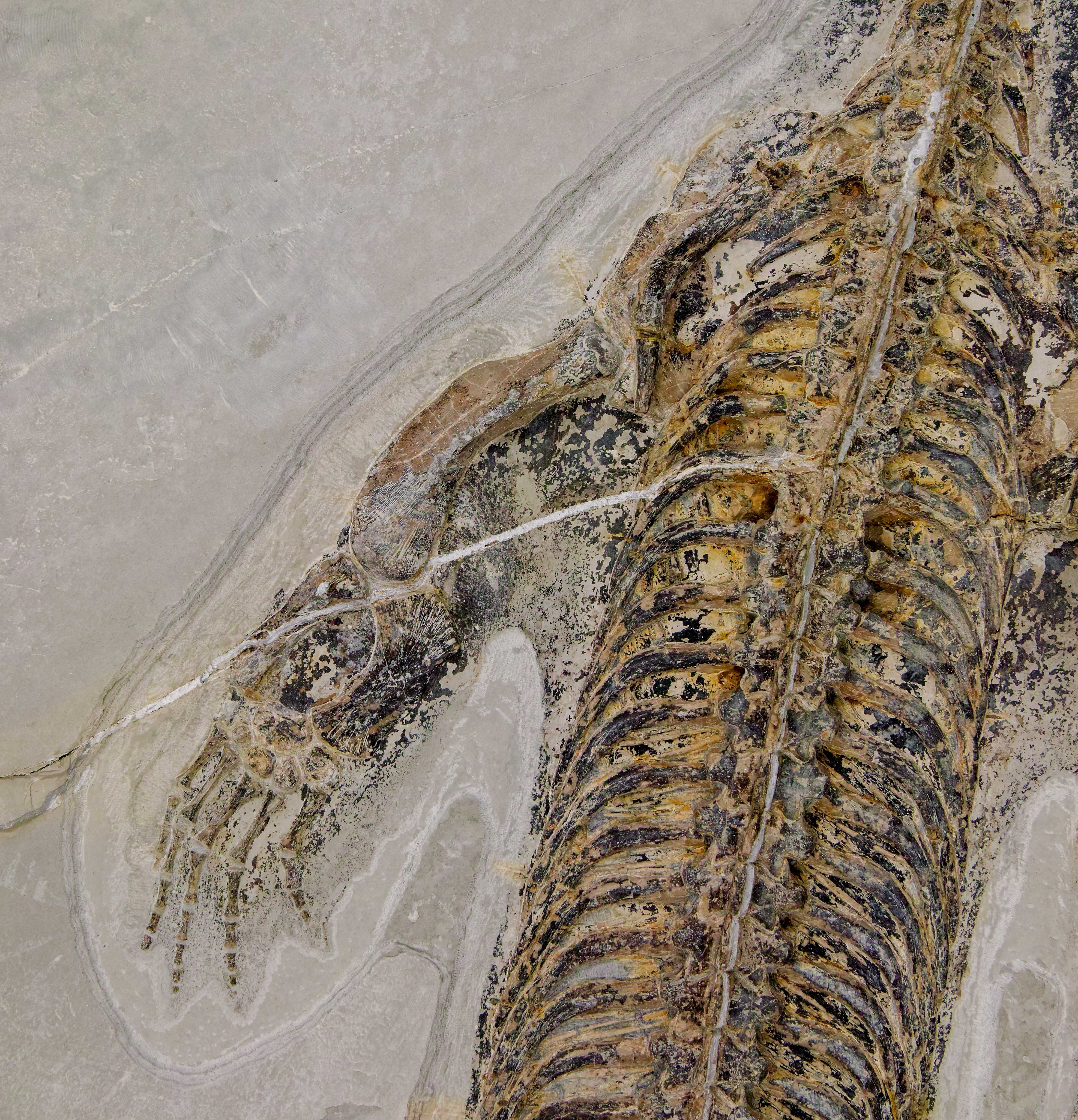 Repubblica e Cantone Ticino - Museo cantonale di storia naturale: Monte ...